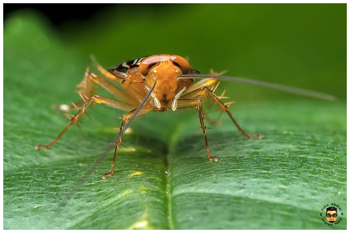 Panama Birds & Wildlife Photos' Blog