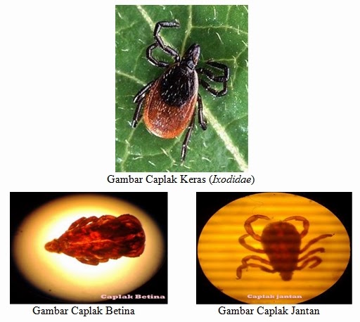 Makalah Penyakit Parasit Caplak - Ilmu Ternak