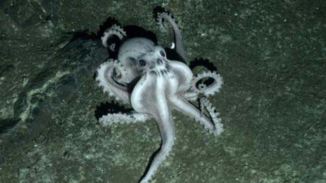 VONSHOLLYWOOD: Ghost Octopus