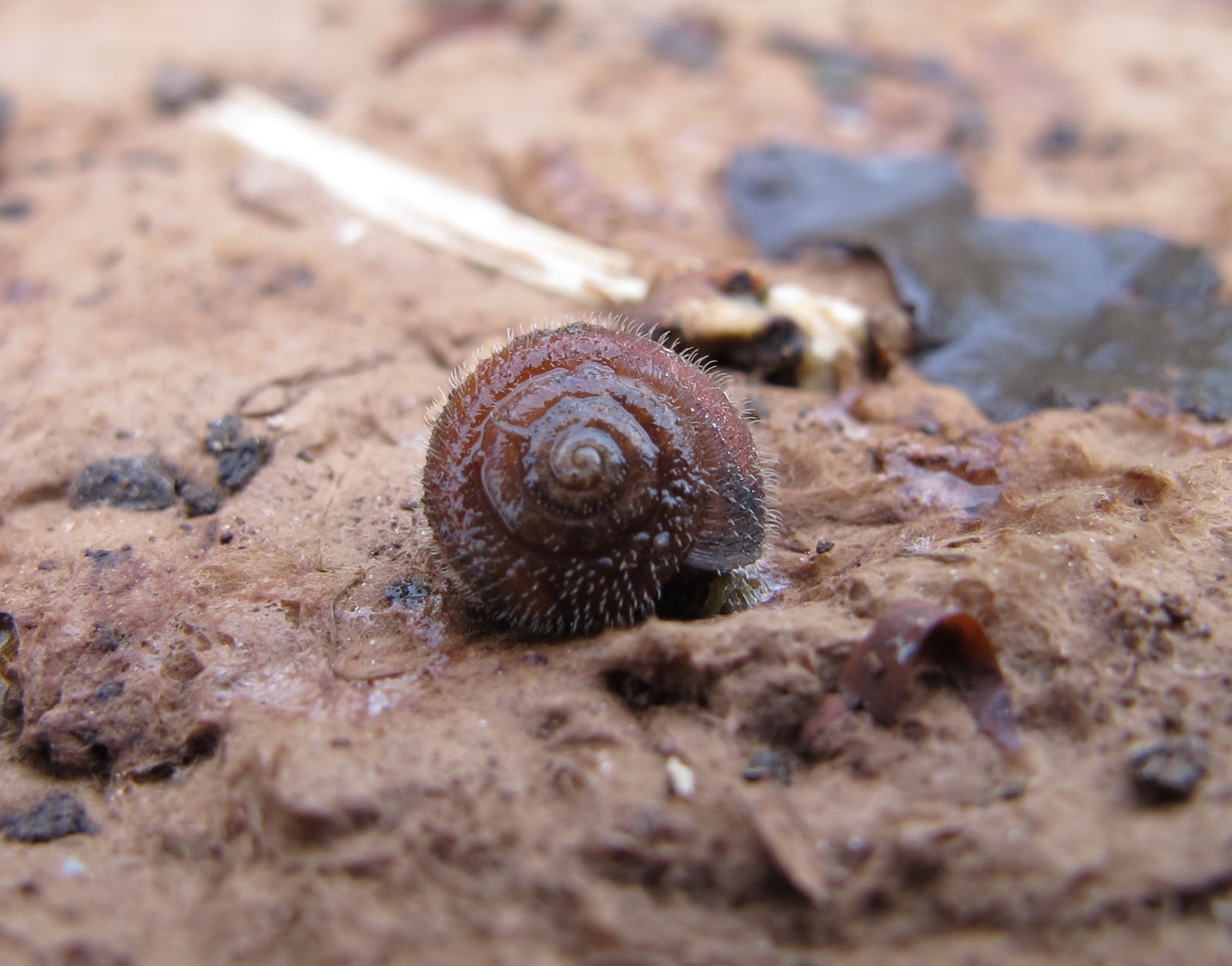 The Lyons Share: February 2011