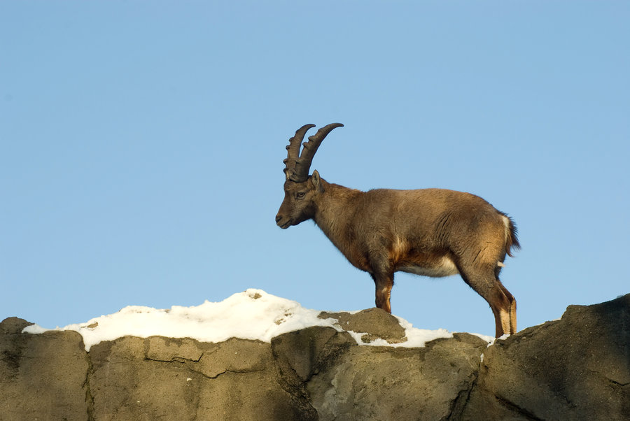 Alpine Ibex | The Biggest Animals Kingdom