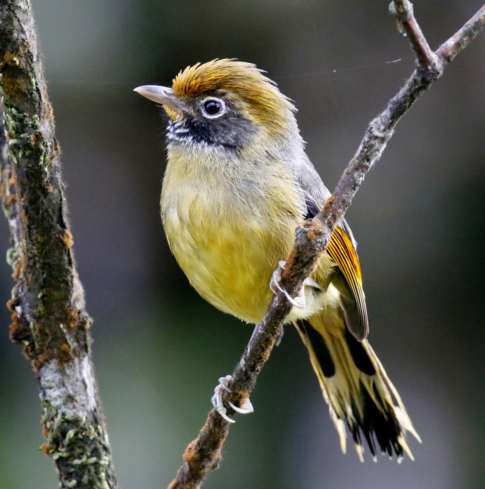 Ron-Nature-Adventures: Birds of Genting Highlands 2015 - Part 1