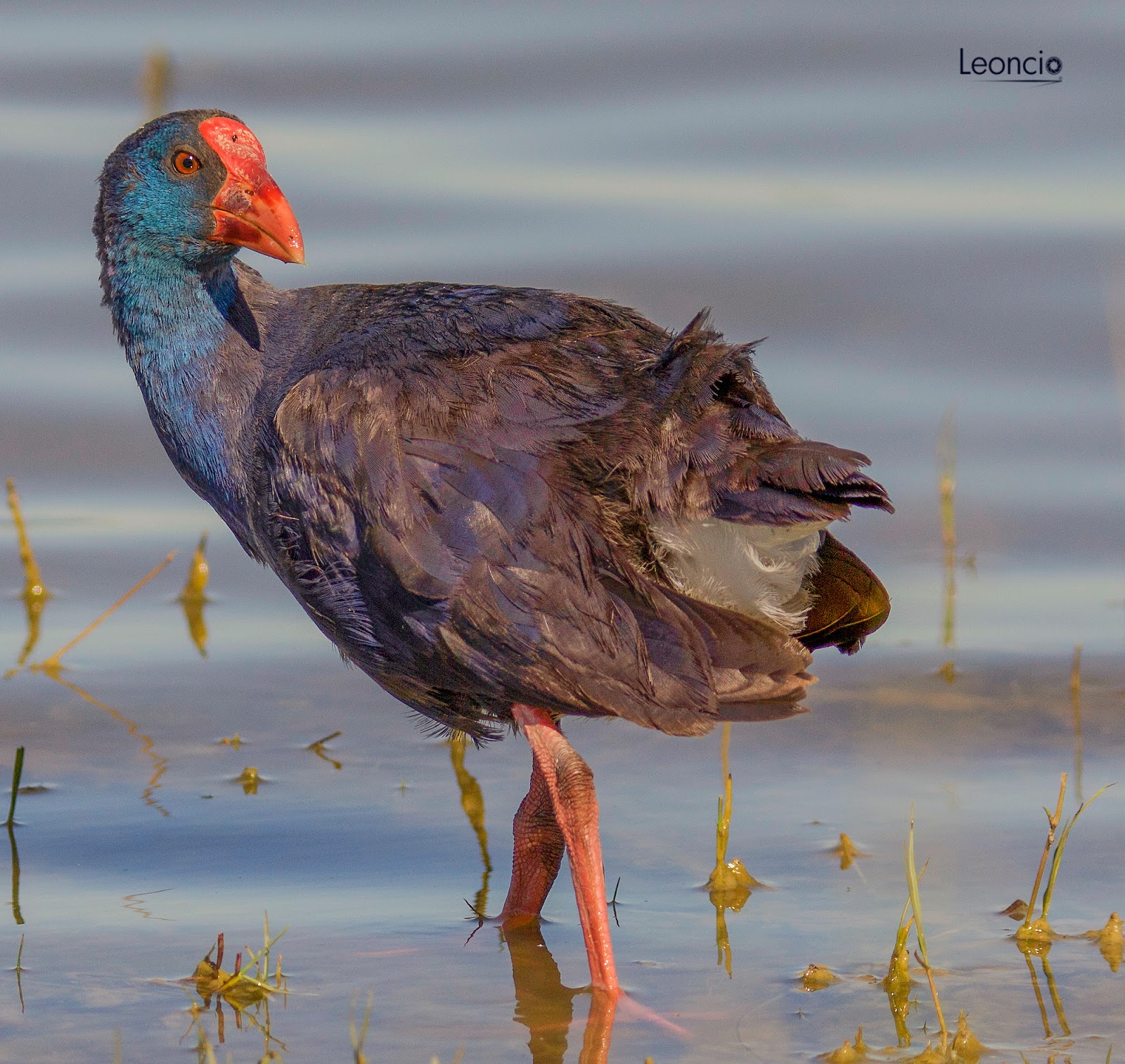 FOTOGRAFÍA Y NATURALEZA EN ANDALUCÍA: DIGISCOPING-CALAMÓN COMÚN ...