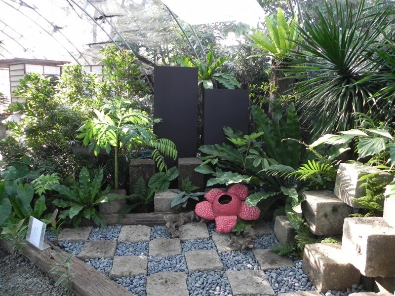 OUR PHILIPPINE TREES: And They Said You Can't Landscape with Philippine ...