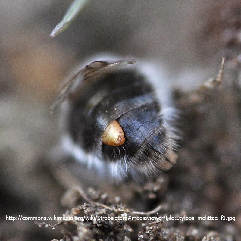 Bizarre Creature of the Day: Creature 20: Strepsiptera