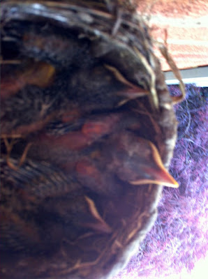 The Robin Revue: Watching Our Baby Robins Hatch
