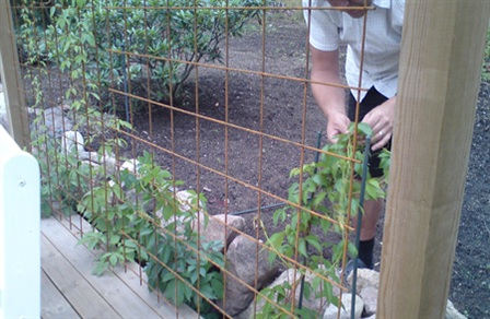 Hannah´s delicious garden: Spaljé - vilken stil ska man välja?