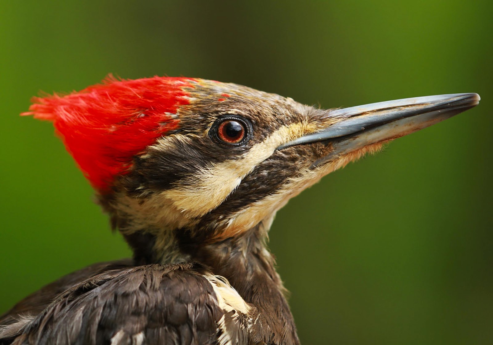 All of Nature: Spring Birds At Springbrook-Pileated to Indigo Bunting