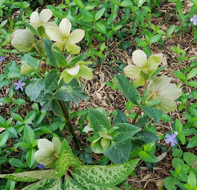 Future Plants by Randy Stewart: Helleborus