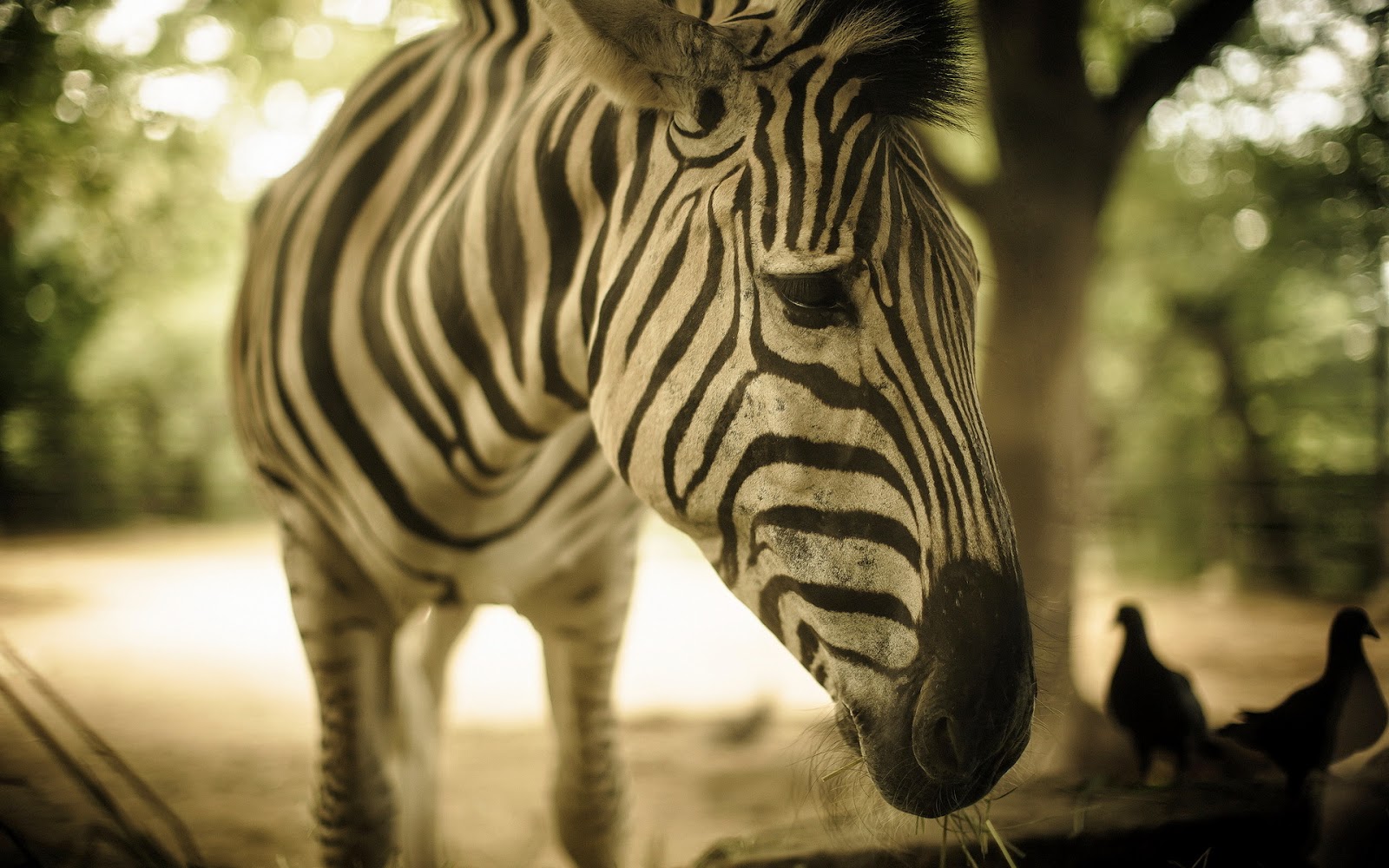 Top 42 Beautiful Zebra Wallpapers In Full HD | HDmasha
