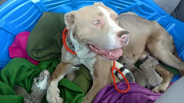 [INFAMIA] Abandonada en la perrera al borde de la muerte el mismo día ...