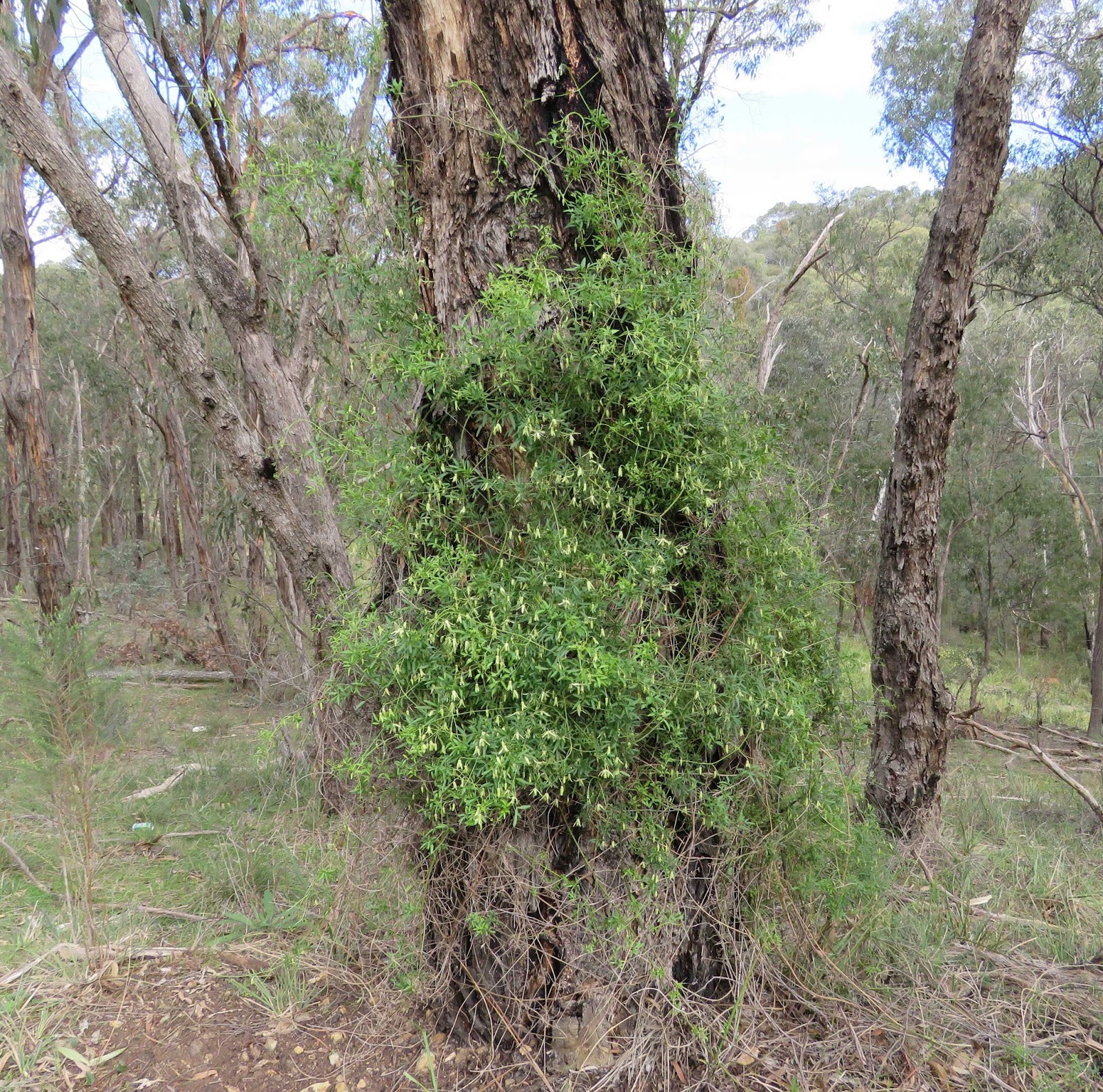 Native creeper attracting flies, birds and a botanist