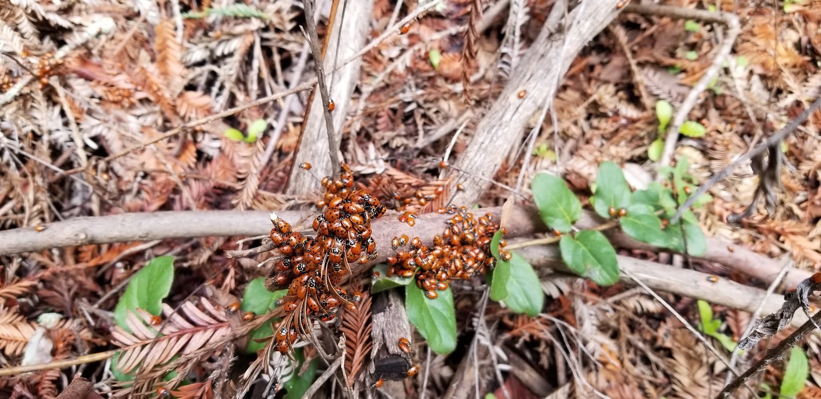 ReloMom: Ladybug Migration at Redwood Regional Park
