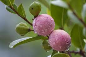 Safra de bri: DICCIONARIO GASTRONOMICO-I