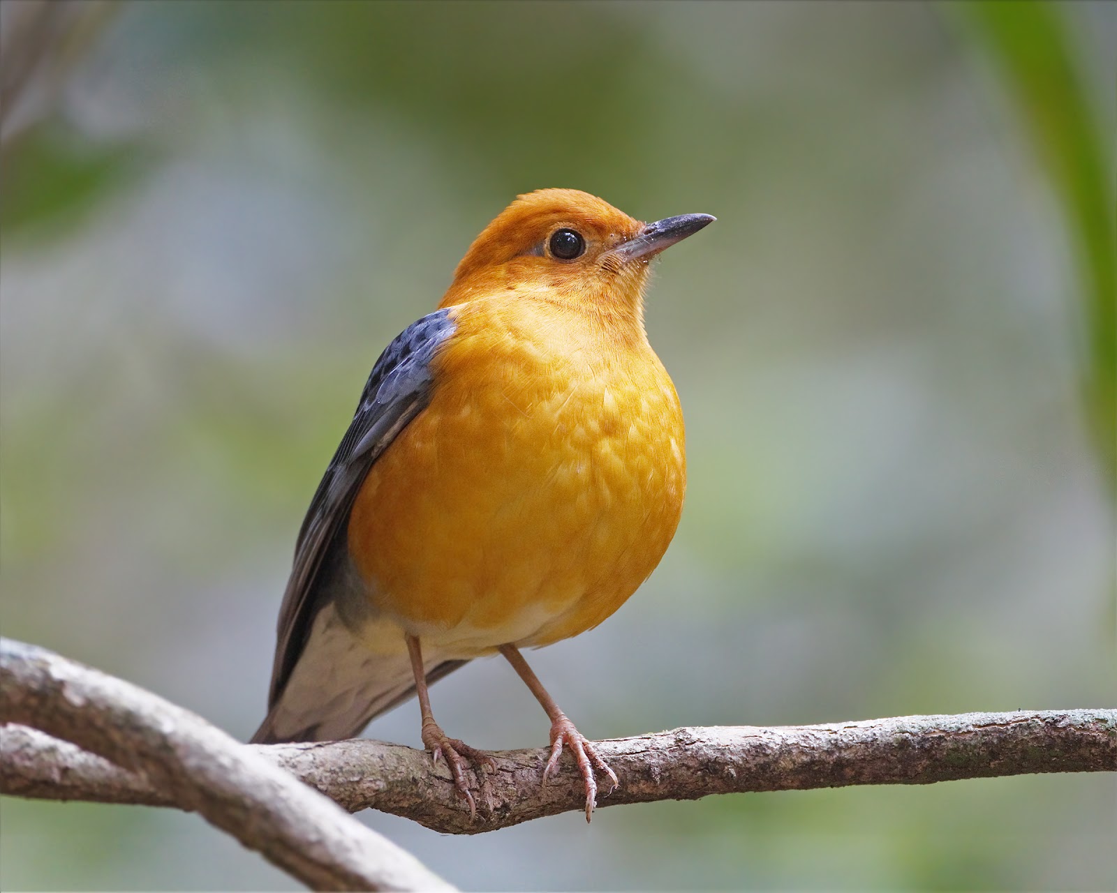 Burung Anis Bata (Merah) - Orange-headed Thrush (Zoothera citrina ...