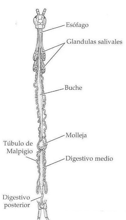 Clase Quilópodos : Características