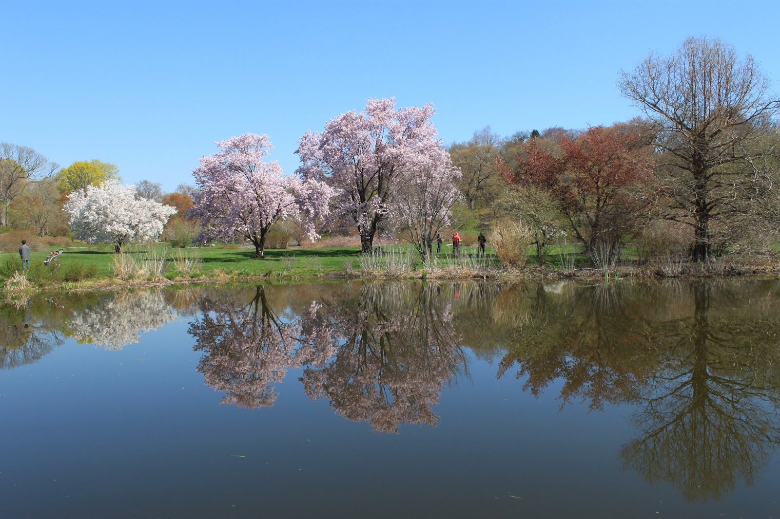 A Lady in Boston : Arnold Arboretum of Harvard University
