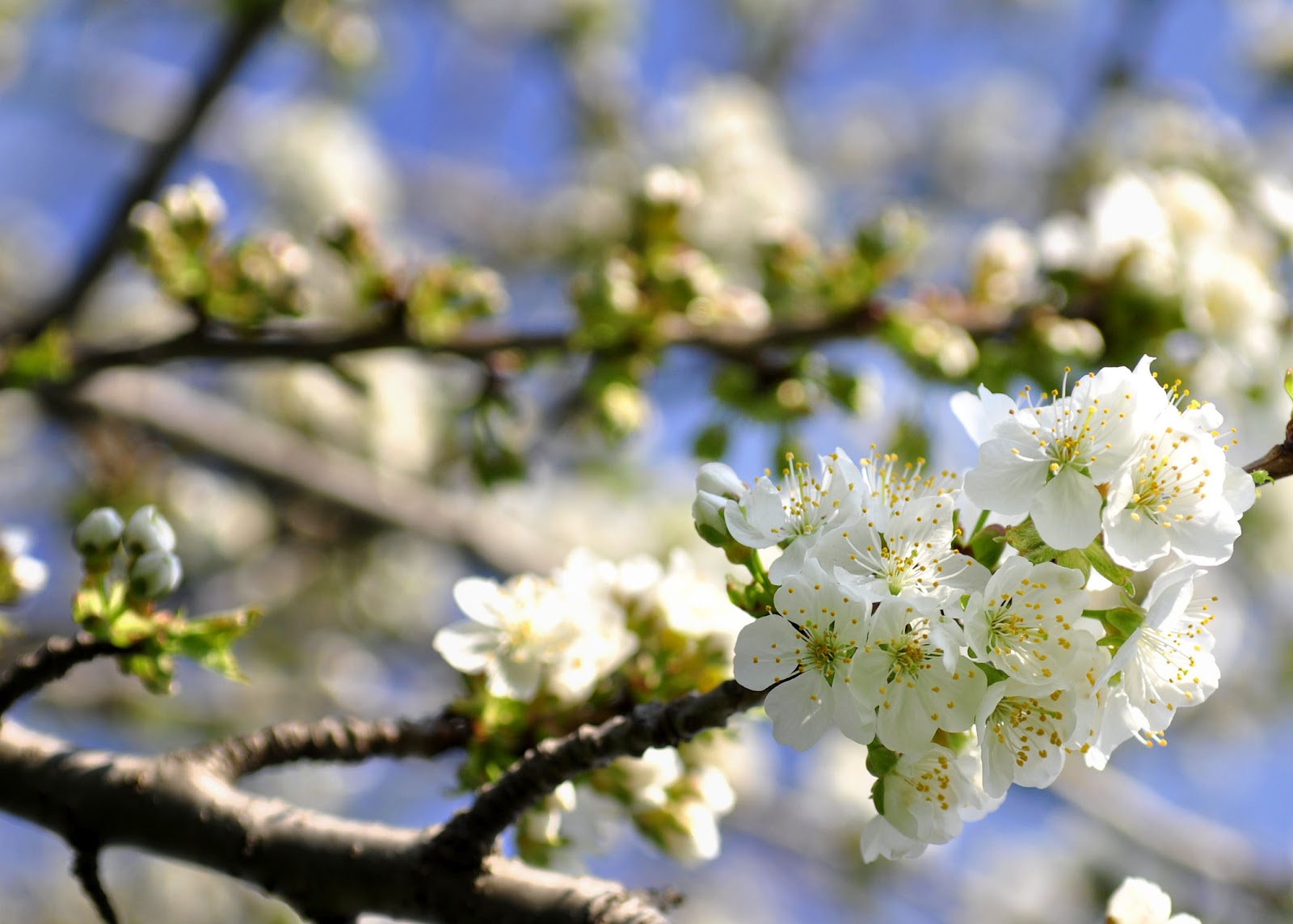 This Farm Family's Life: The Marshmallow Tree...