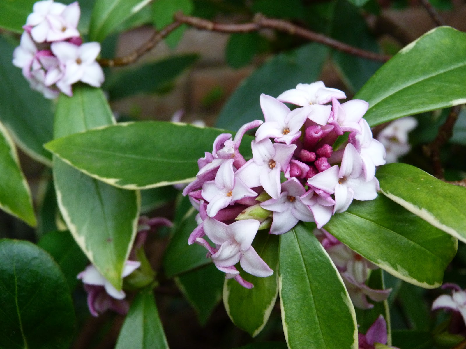 Deborah Lawrenson: The sublime scent of Daphne