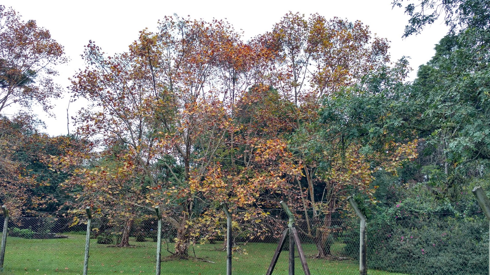 Ismar dos Reis Magalhães: THE MULTICOLORED TREES OF CURITIBA, BRAZIL