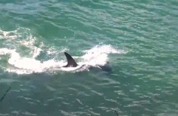 International Fishing News: VIDEO: incredible hammerhead shark attack ...