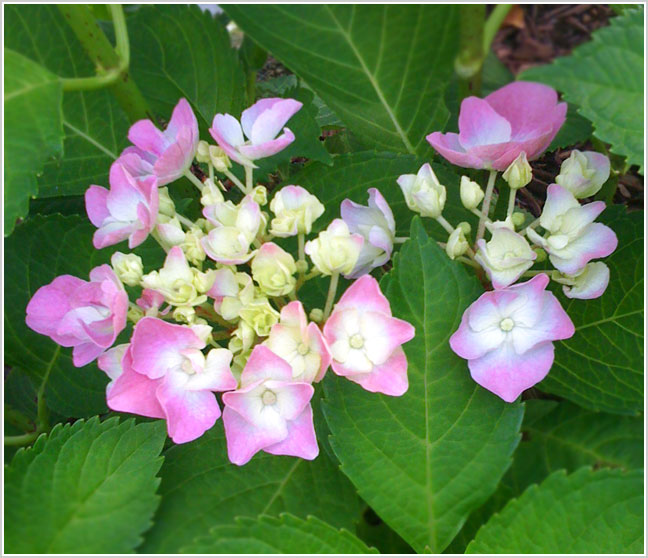 Peppercorn Elvis: Pink Forever and Ever Hydrangea