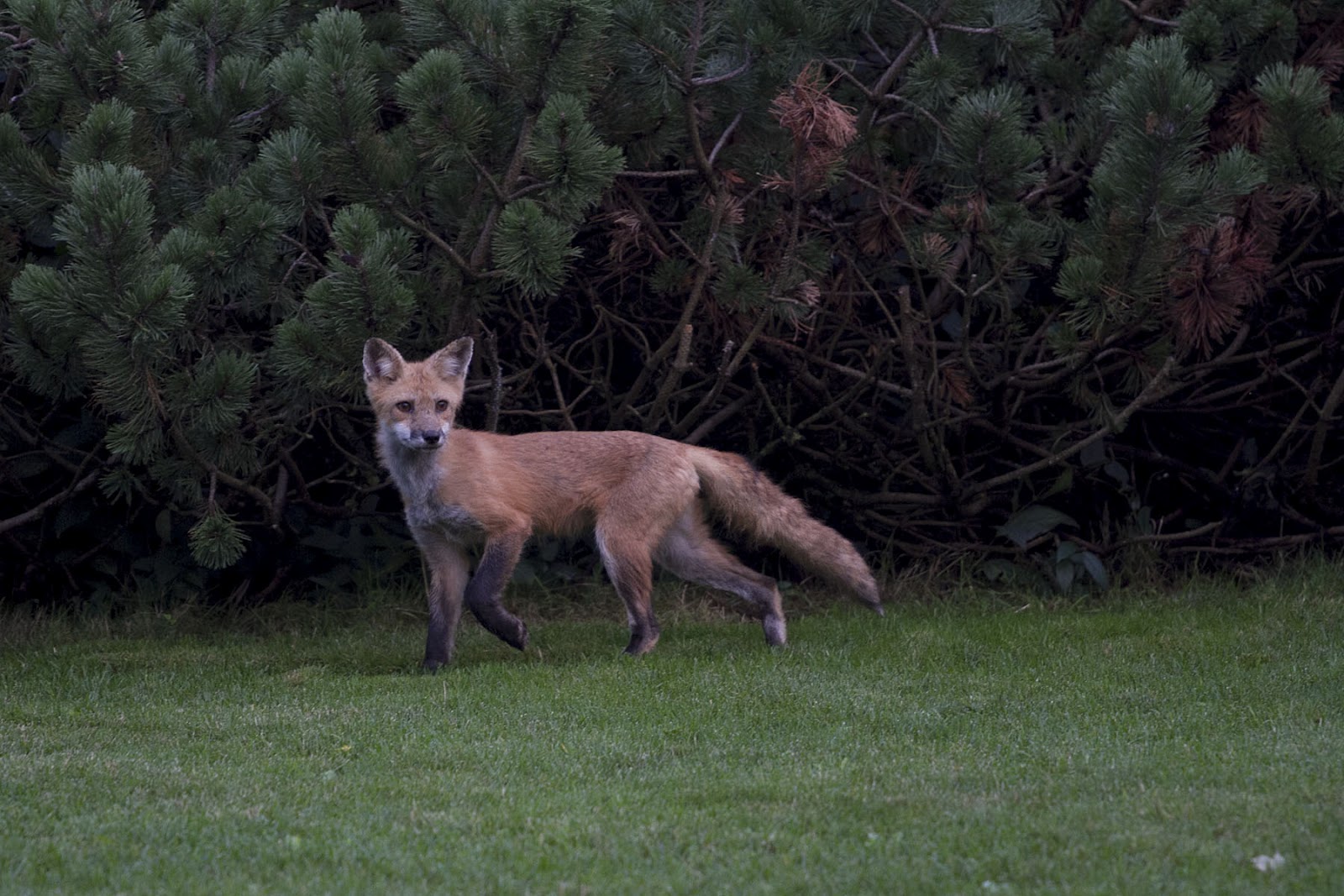 Ann Brokelman Photography: Red Fox - Treatment for Mange - Release a ...