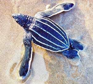 Endangered Animals: LEATHERBACK SEA TURTLE