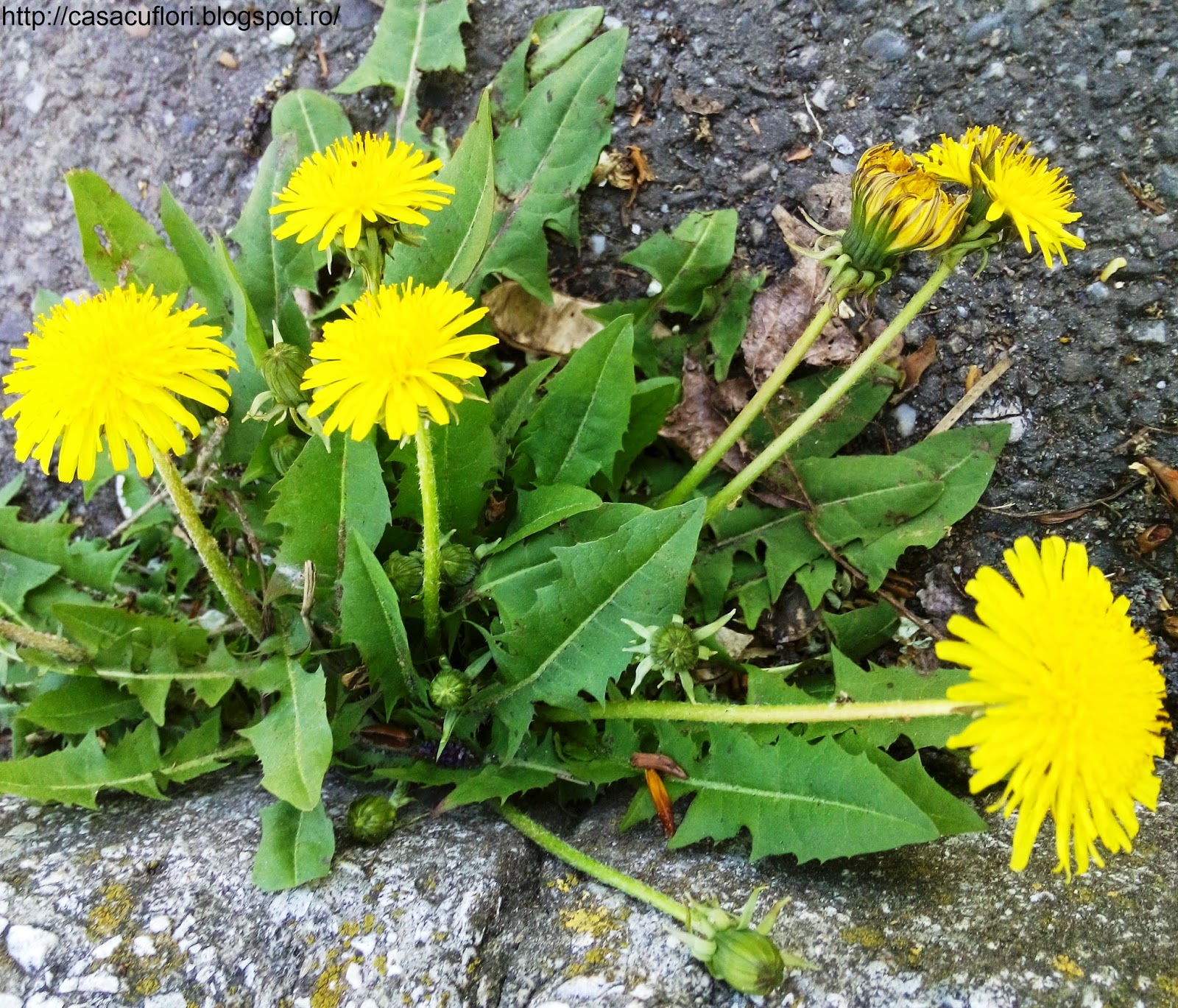 IUBESC NATURA: PAPADIE - FLORI DE PAPADIE