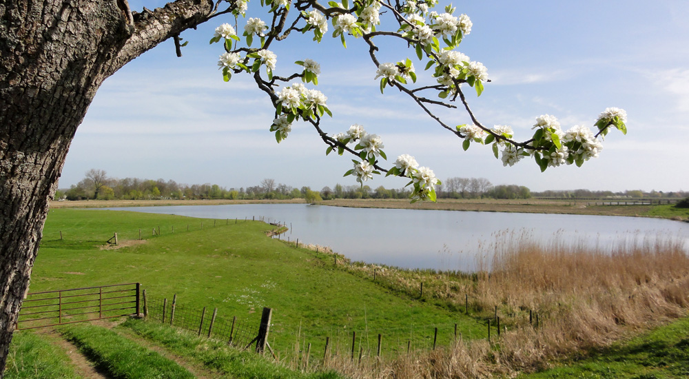 Wandelblog Joop van der perk: Uitbundige bloeiende boomgaarden en het ...