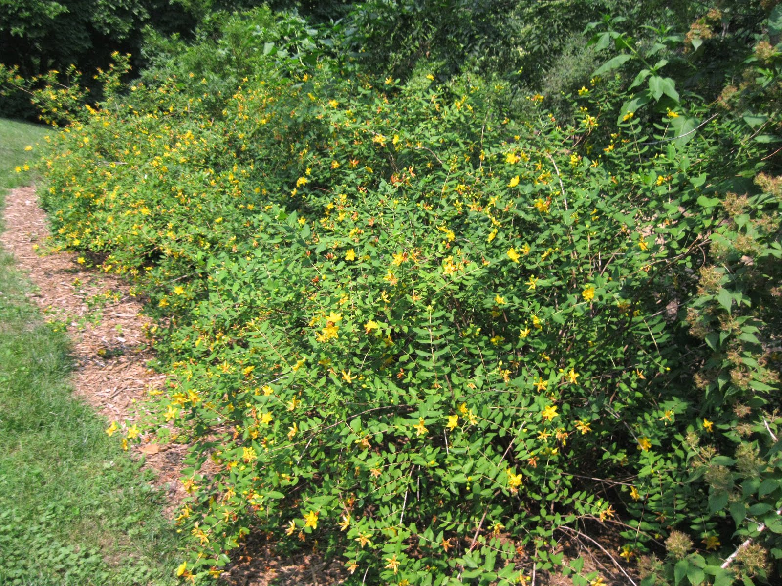 1003 Gardens: Hypericum monogynum and H. bellum ssp latisepalum......the St. John's Worts are ...