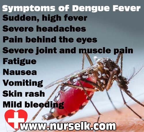 Dengue Fever | Nurselk.com