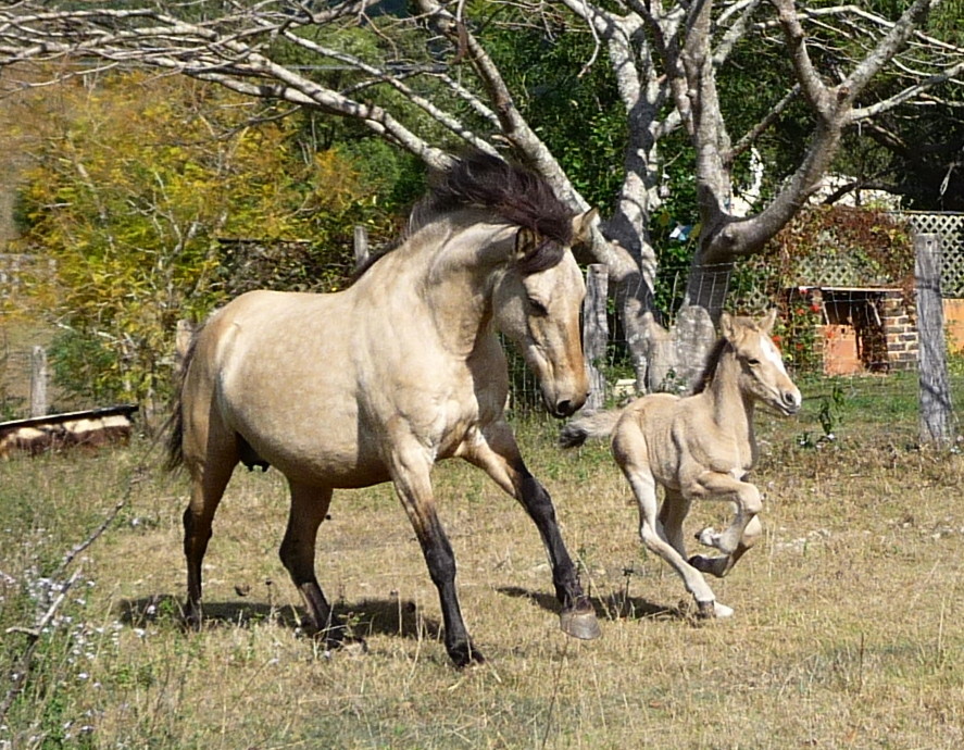 Takoda Spanish Mustangs - Australias First Spanish Mustang Stud