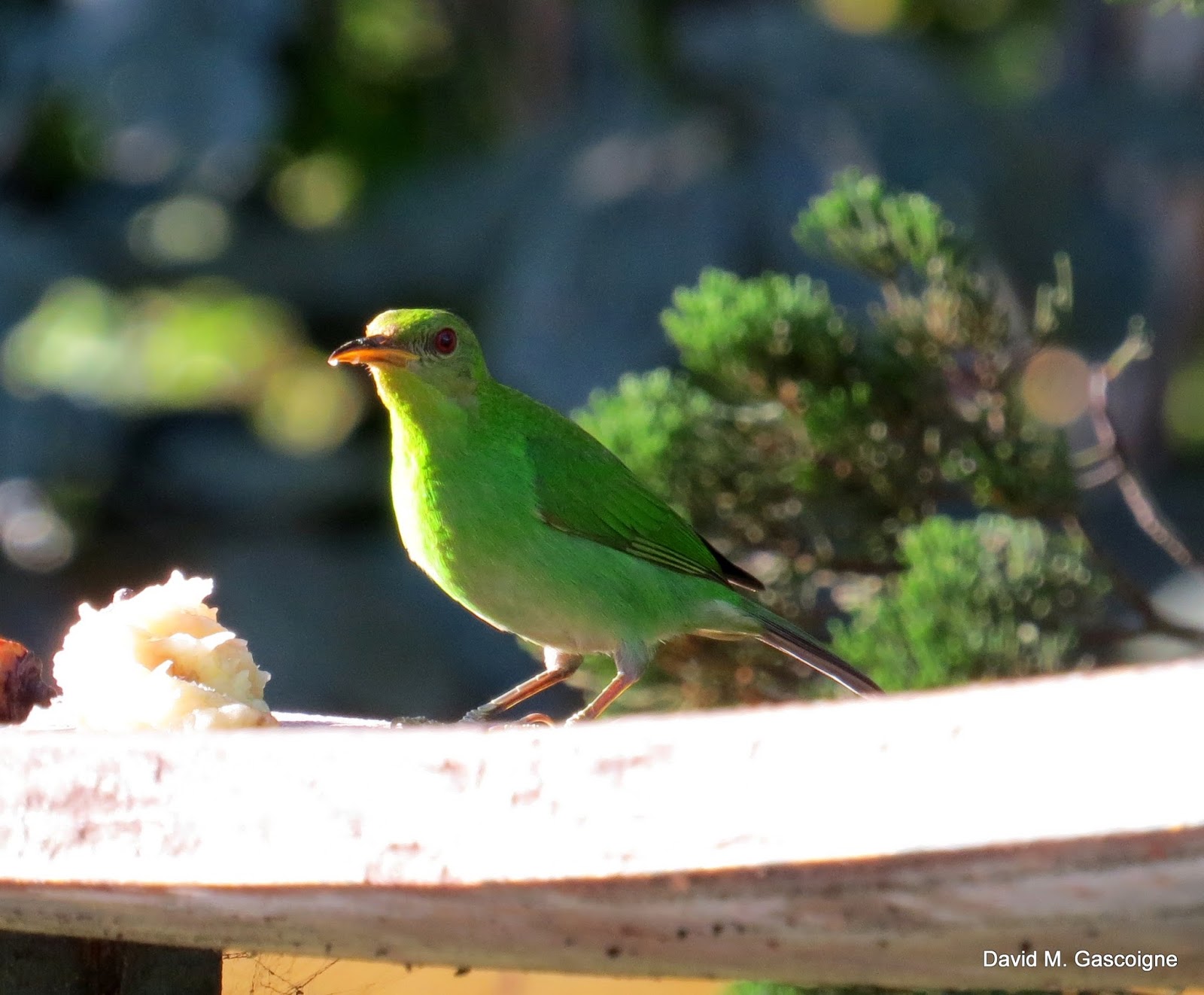 Honeycreepers - Travels With Birds