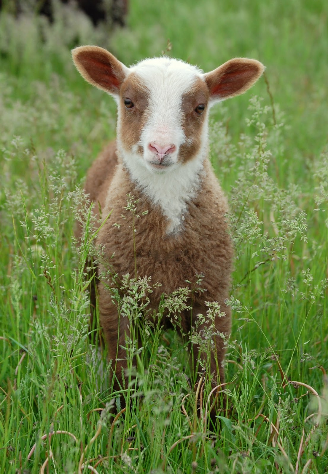 Crosswinds Farm: Weird stuff. Weirder stuff than my usual weird stuff.