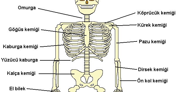 İNSAN İSKELETİ: İNSAN İSKELETİ