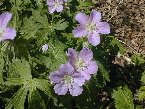 Mittenflowers: Wild Geranium look-alike?