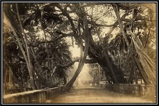 මීදුම.: කොළොම් පුරේ ශ්‍රීයා . Colombo 1800 -1980