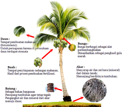 Contoh Tumbuhan Berakar Serabut – CND