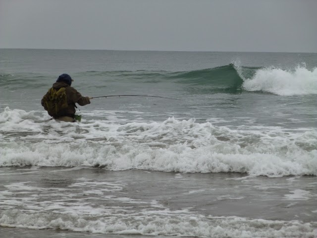 Barred Surfperch on the Fly: Larger Central Coast Barred Surfperch on ...