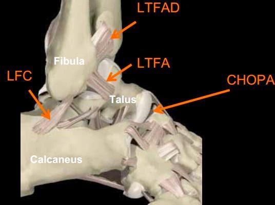 Un médecin du sport vous informe: Entorses et processus de réparation ...