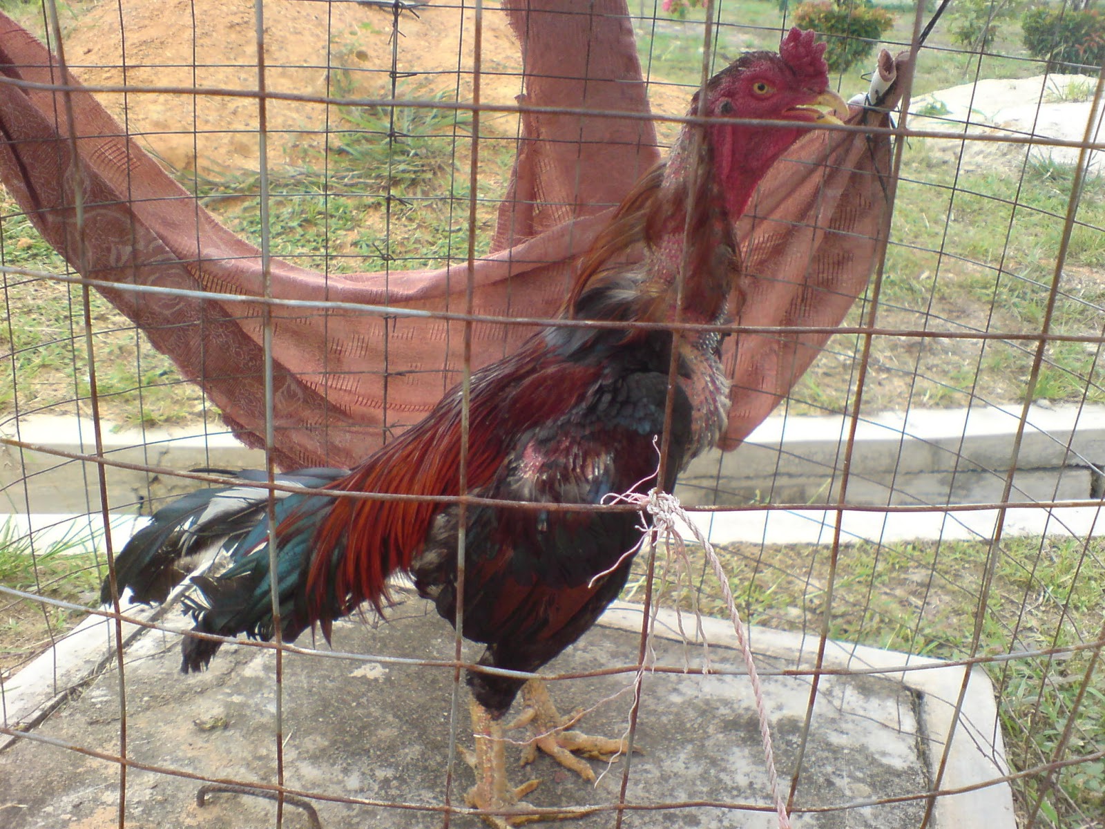 pojiauna farm: pakoy.....