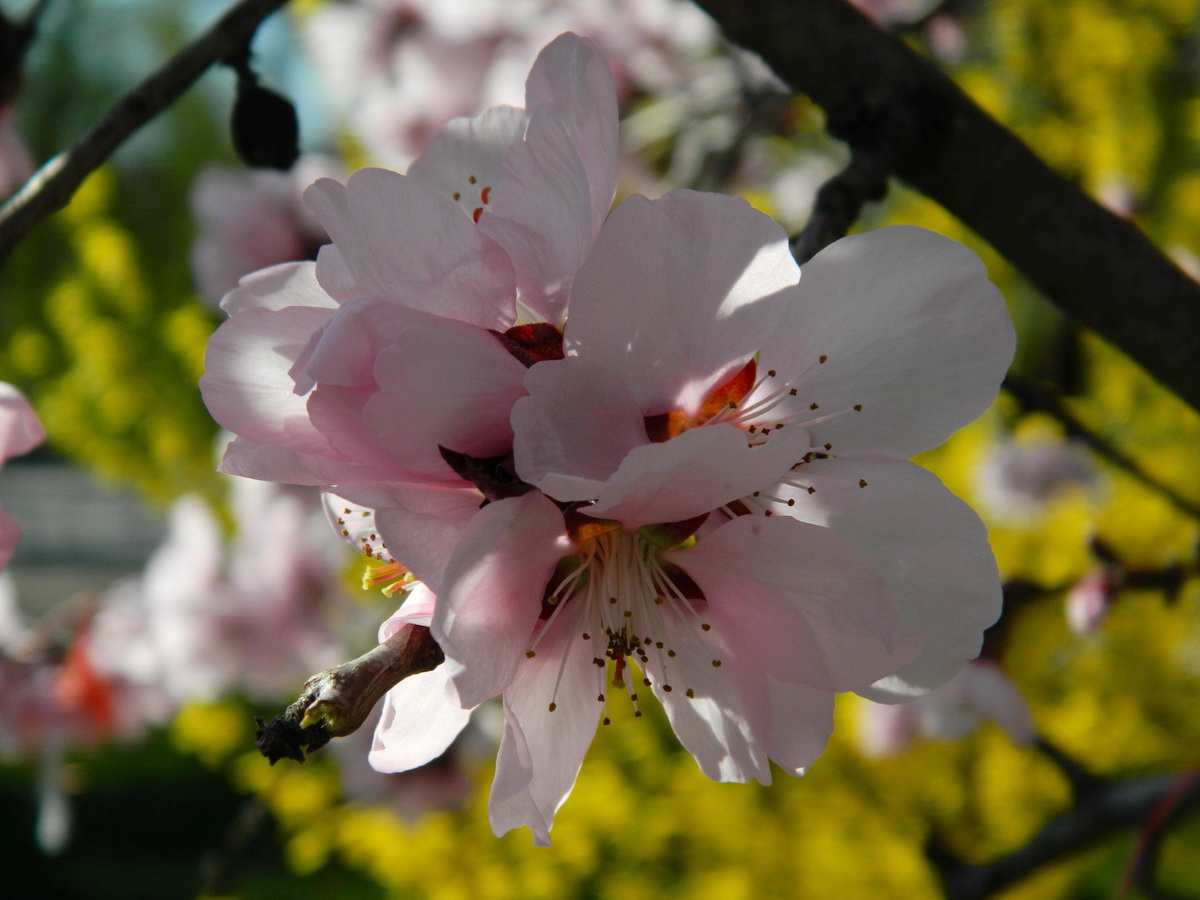 LA MULTI ANI, ROMANIA!: Alt migdal inflorit