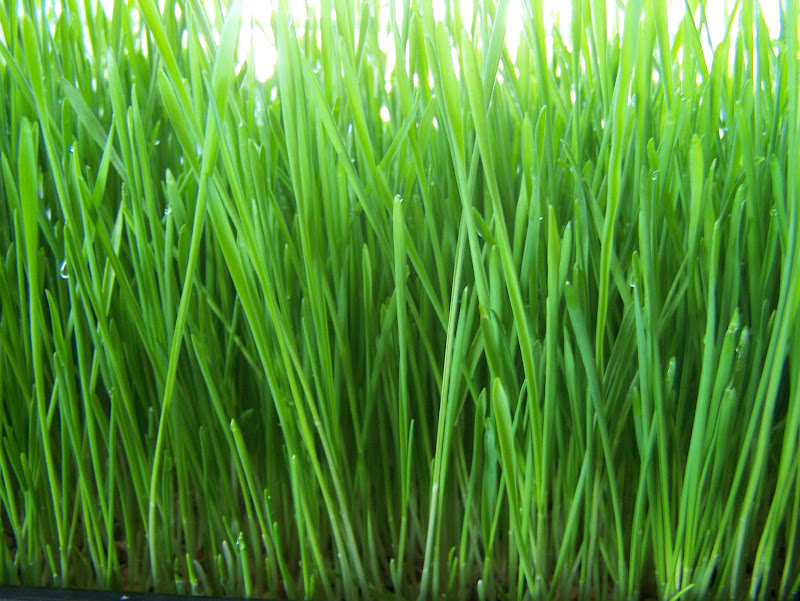 Growing Grass