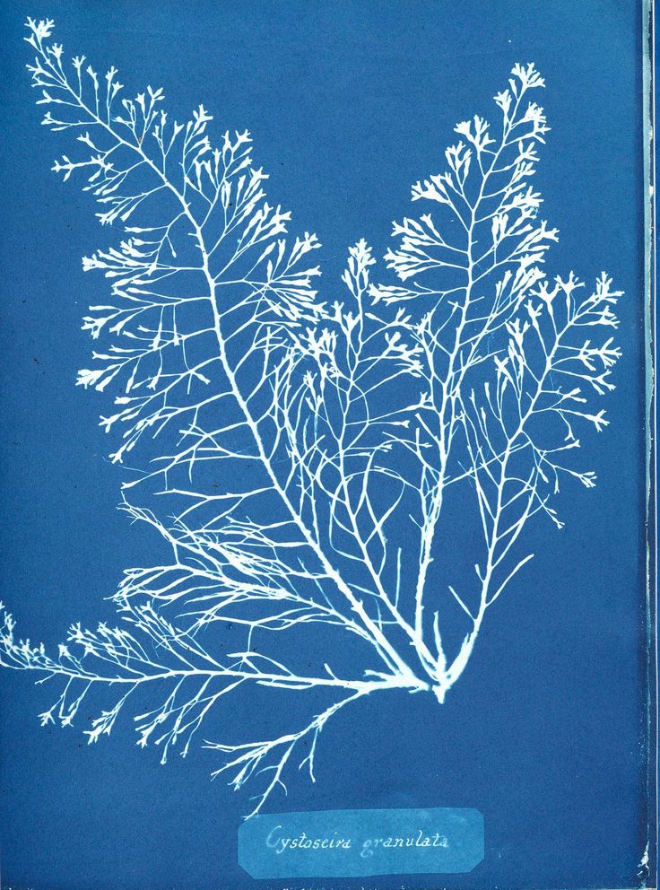 lamb & blonde: Artist Spotlight: Anna Atkins