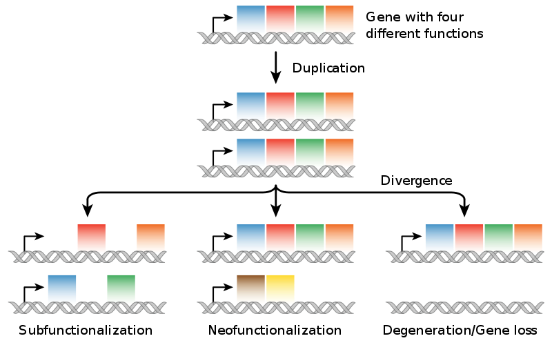 SoftwarePhysics: WGD - Whole Genome Duplication How Carbon-Based Life ...