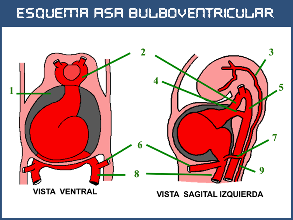 SOS EMBRIOLOGIA HUMANA: Esquema del asa bulboventricular