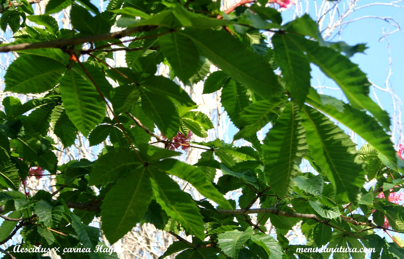 El Jardí de Menuda Natura: Castanyer bord vermell. Castanyer d'Índia ...