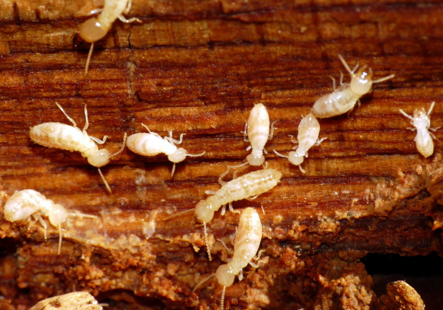 Fotoblog - Fauna e Flora della Toscana