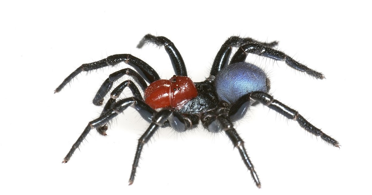 Real Monstrosities: Red-headed Mouse Spider